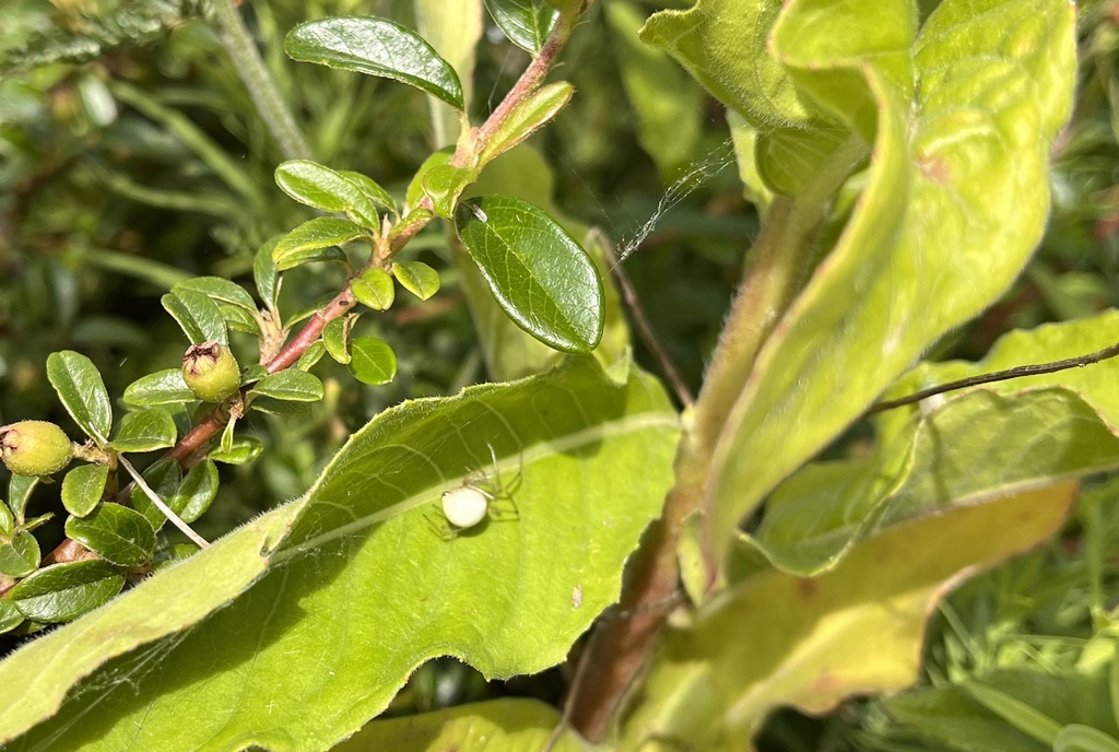 Common candy-striped spider from Newfoundland, Carbonear, NL, CA on ...