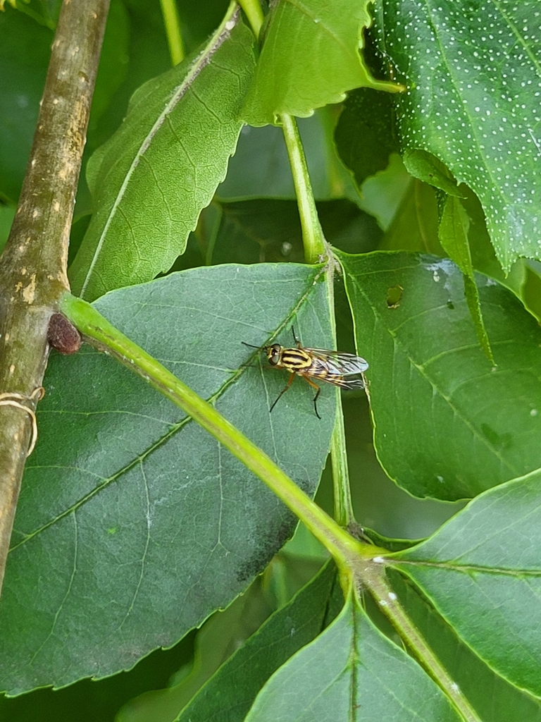 Thereva in August 2023 by spinescence · iNaturalist