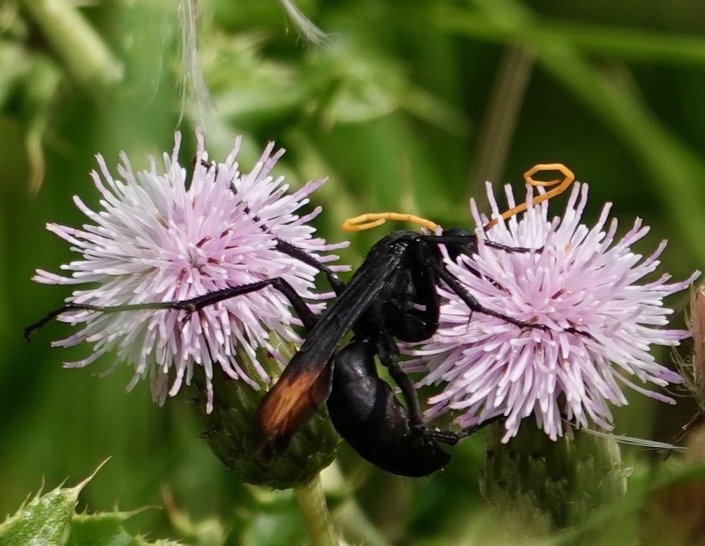 Eastern Tawny-horned Spider Wasp from Lakeshore, ON, CA on August 5 ...