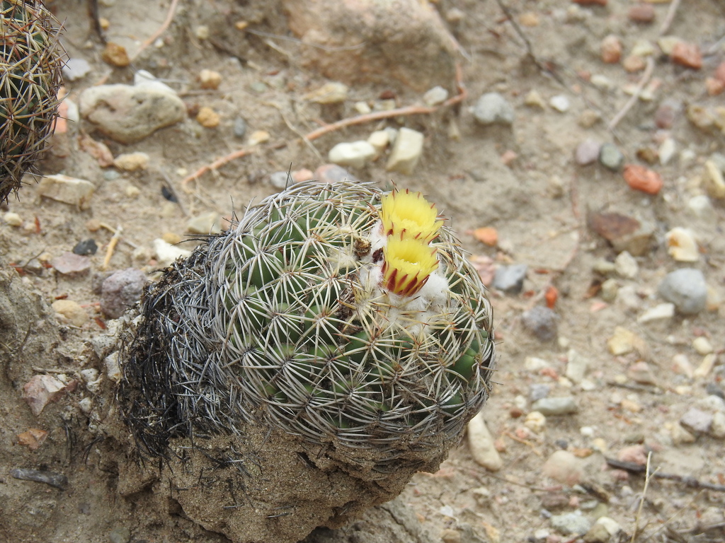 Coryphantha retusa in July 2023 by Maria Elena Martinez-Tapia · iNaturalist