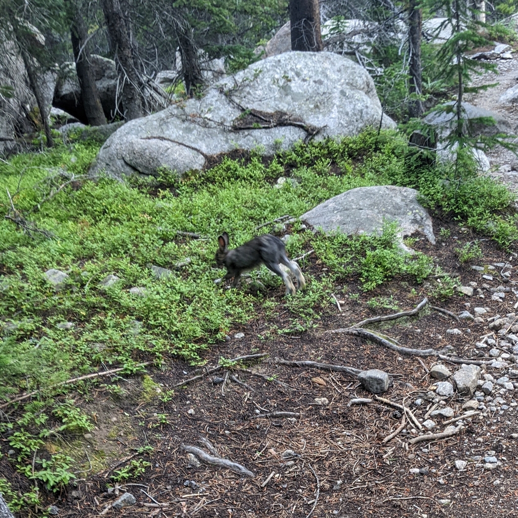 Snowshoe Hare from Bear Lake, Colorado 80517, USA on August 5, 2023 at ...