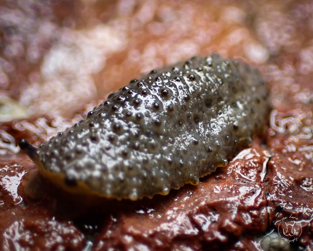 Celtic Sea Slug from Jersey, Jersey, GB on August 5, 2023 at 03:34 PM ...