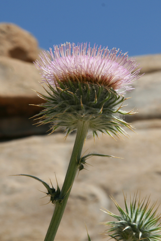 New Mexico thistle from Riverside County, CA, USA on April 25, 2023 at 11:40 AM by Gary Cote ...