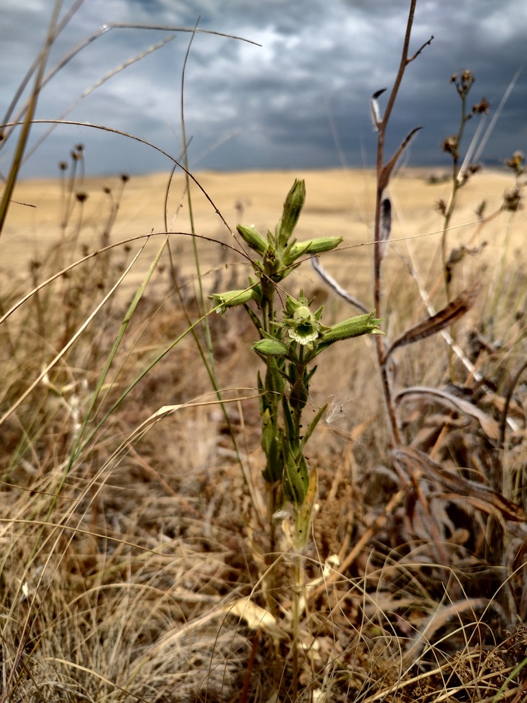 Spalding's Campion in August 2023 by Walter Fertig. Kramer Prairie ...