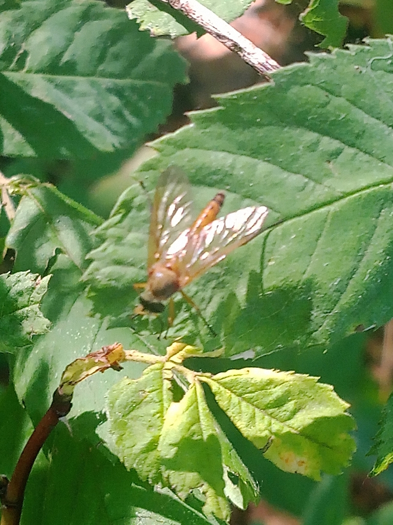 Marsh Snipe Fly from Нижегородская обл., Россия, 607680 on August 5 ...