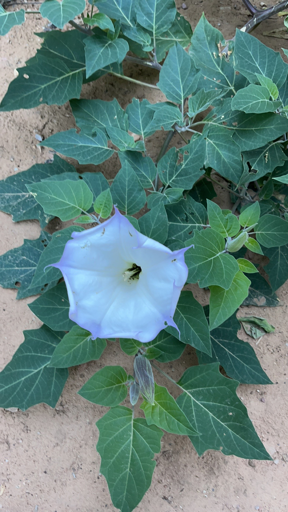Sacred Datura from Utah, US on August 5, 2023 at 08:11 AM by Therese ...