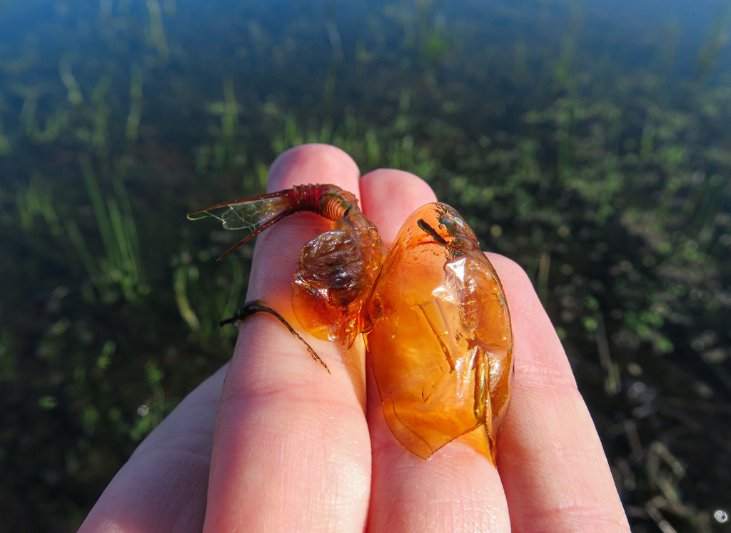 Vernal Pool Tadpole Shrimp in March 2023 by Dylan Winkler. Mather Field ...