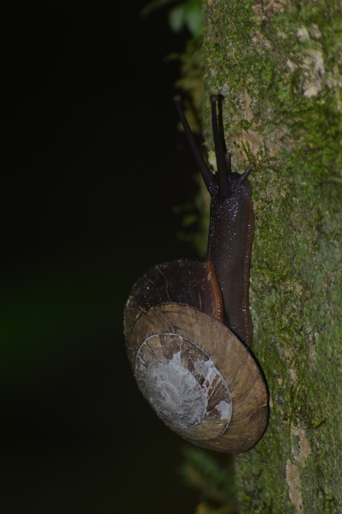 Puerto Rican Tree Snail from El Yunque National Forest on June 13, 2014 ...