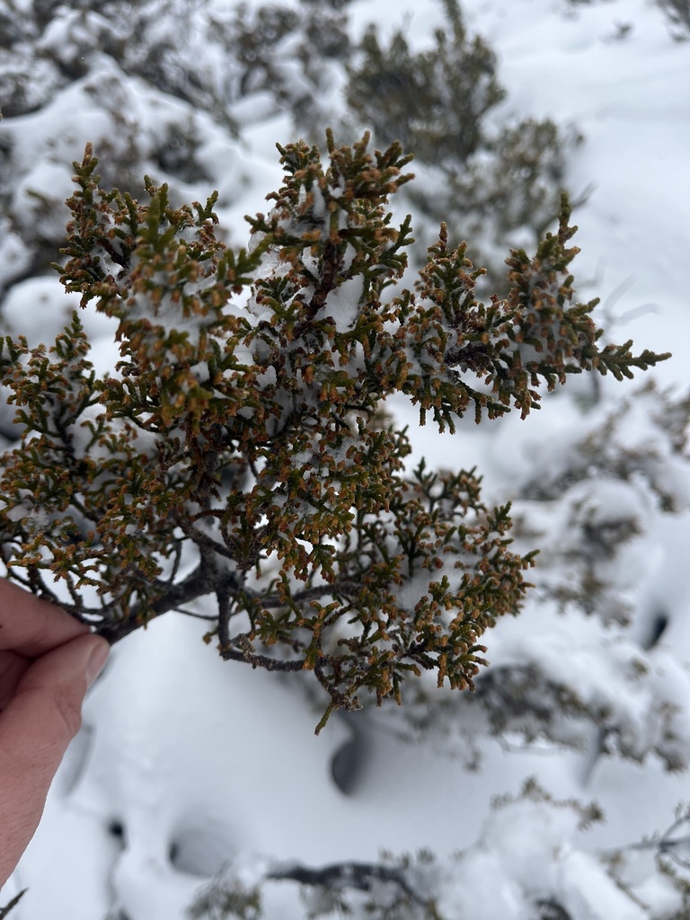 Mount Mawson pine in August 2023 by jimmy_cordwell · iNaturalist