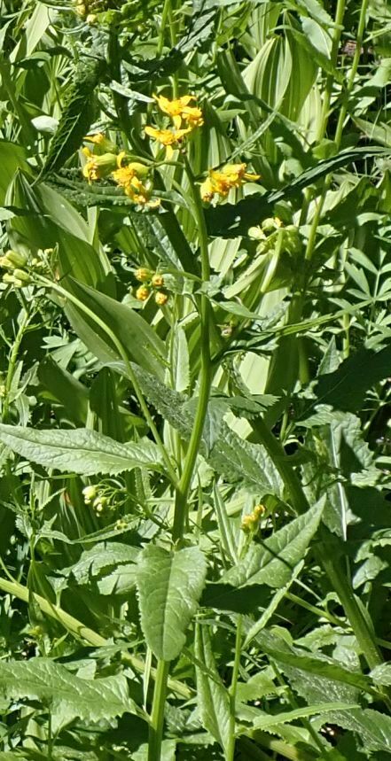 Arrowleaf Senecio from Riverside County, CA, USA on August 2, 2023 at ...