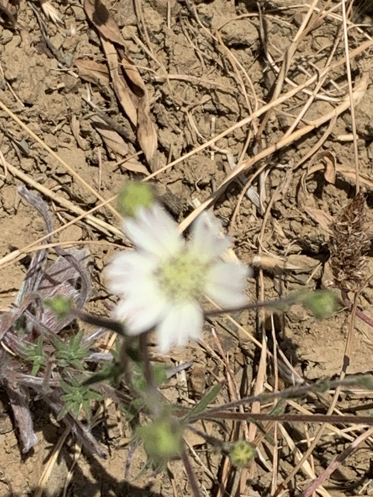 Hayfield Tarweed from Vallejo, CA, US on August 5, 2023 at 11:38 AM by ...