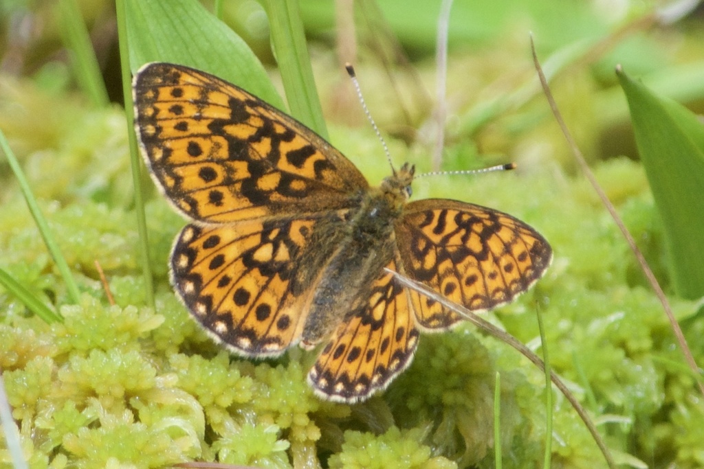 Bog Fritillary from Errol, NH, US on June 26, 2023 at 02:50 PM by Levi ...