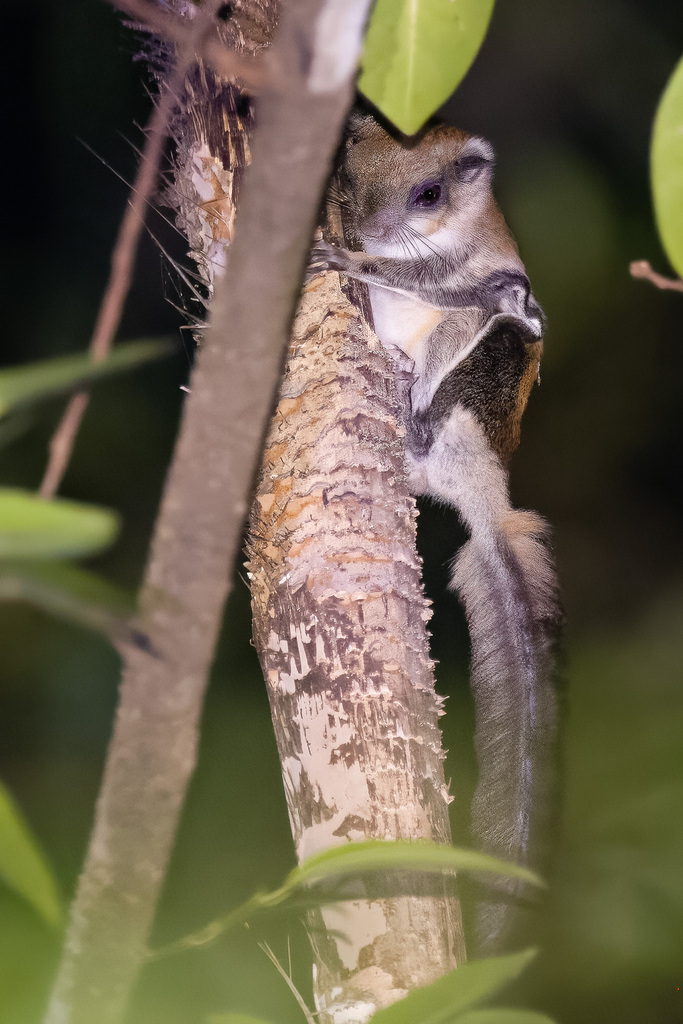 Grey-cheeked Flying Squirrel from Pandeglang Regency, Banten, Indonesia ...