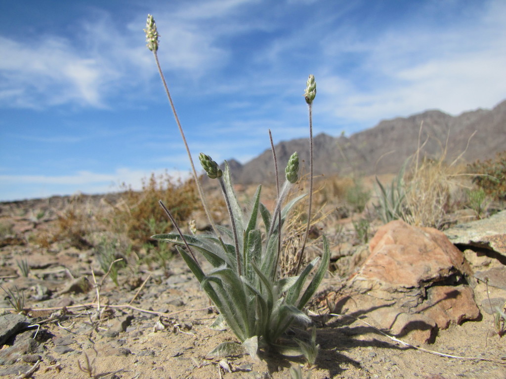 Desert Plantain (Prologis Beaumont) · iNaturalist