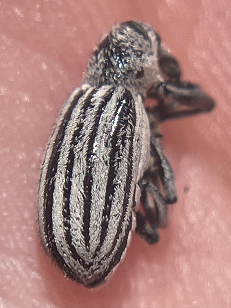 Myrmex lineatus from Coronado National Forest, Patagonia, AZ, US on ...