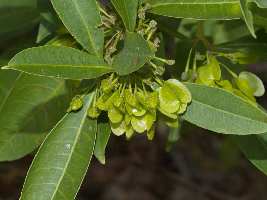 Common Hop Bush from Hawks Nest NSW 2324, Australia on August 5, 2023 ...