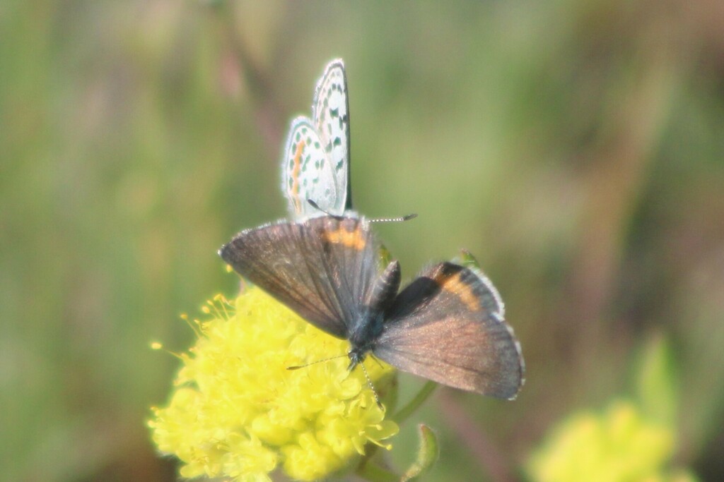 Glaucon Blue from Grant County, OR, USA on July 7, 2023 at 08:52 AM by ...