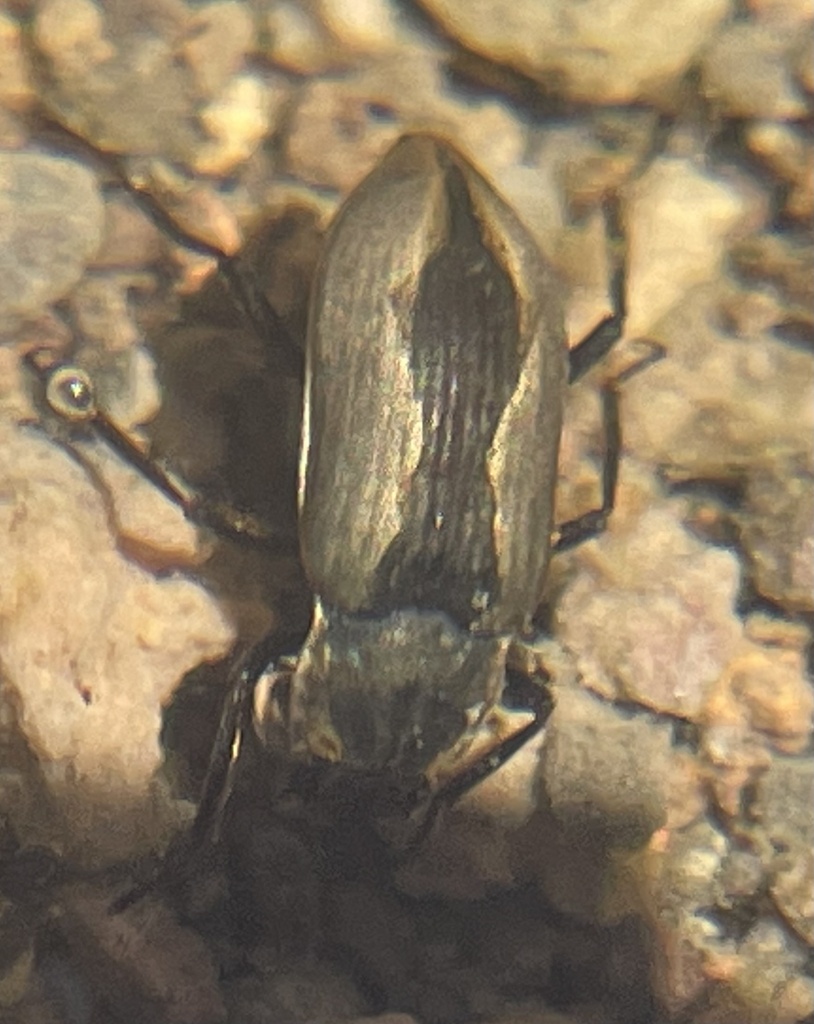 long-toed water beetles from Coronado National Forest, Patagonia, AZ ...