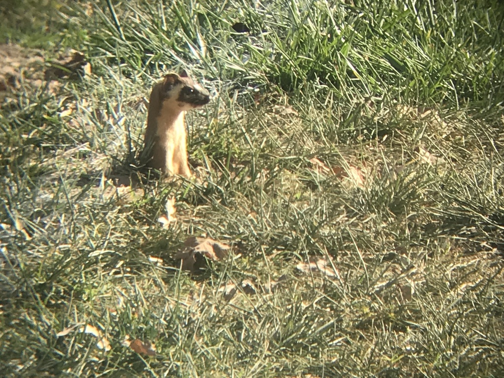 Long-tailed Weasel from Ragle Ranch Regional Park, Sebastopol, CA, US ...