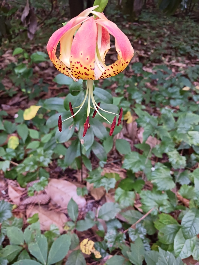 Carolina lily from Carrollton, GA, USA on August 5, 2023 at 07:30 PM by ...