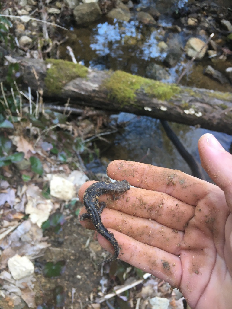 Blue Ridge Dusky Salamander in March 2023 by balddogtwoleg · iNaturalist