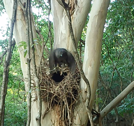 Superb Lyrebird in August 2023 by matthewlh. This posting continues the ...