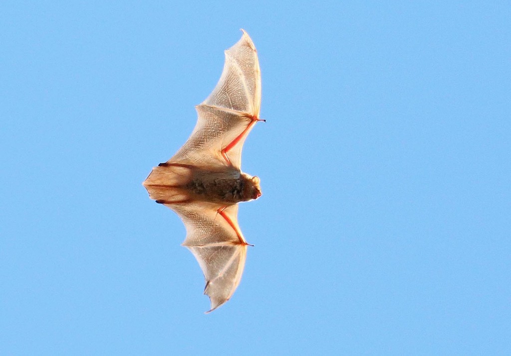 Evening Bats (Vespertilionidae) - Know Your Mammals