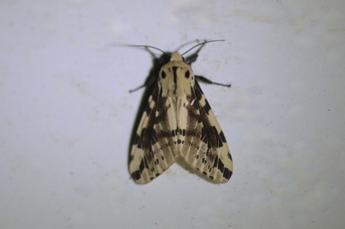 Spilosoma dinawa · NaturaLista Colombia