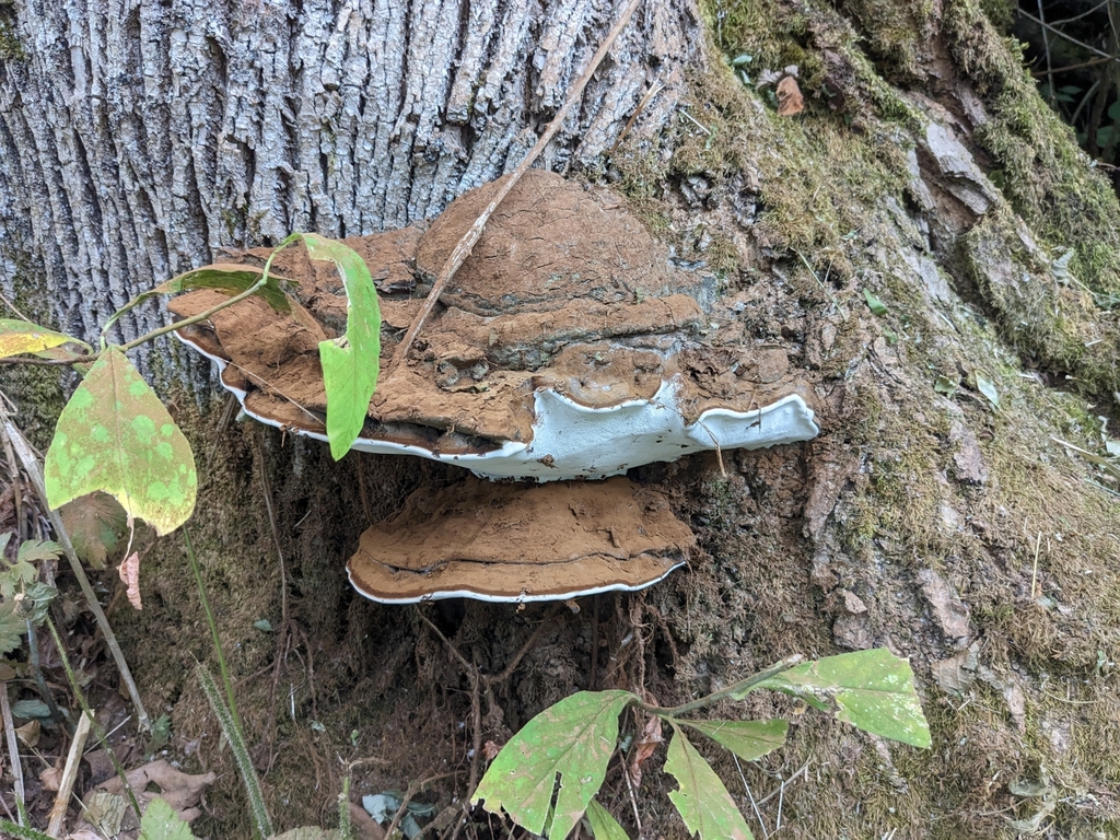 Ganoderma brownii from Marymoor Park on August 5, 2023 at 03:03 PM by ...