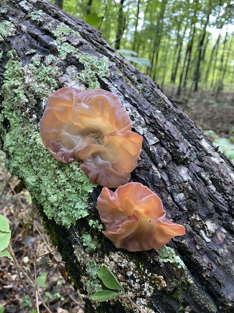Jelly Tree Ear in August 2023 by abelkinser · iNaturalist
