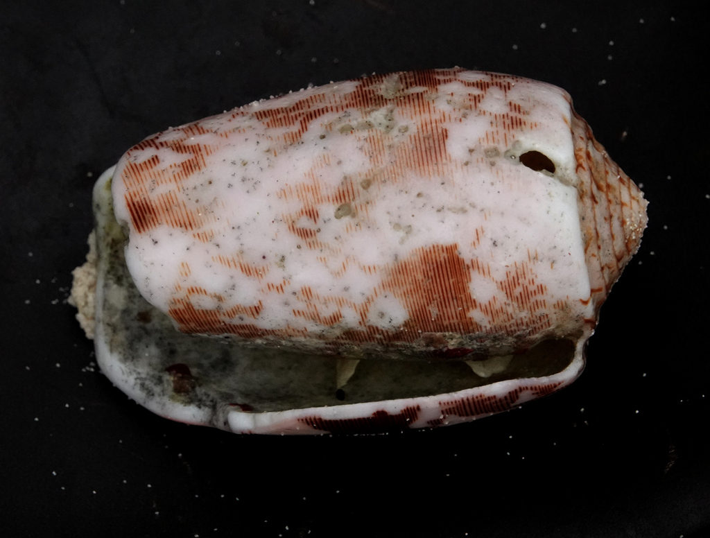 Striated Cone from Siargo, Socorro, Surigao del Norte, Philippines on ...