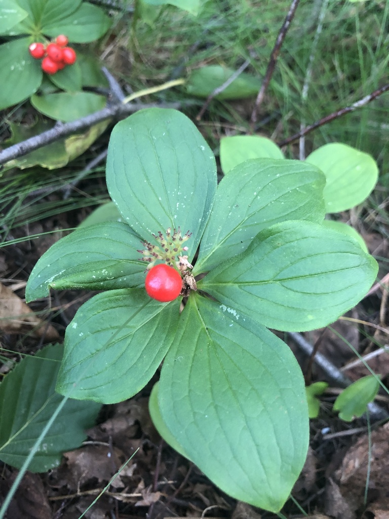 Canadian bunchberry from Valley East, Sudbury, ON, CA on August 05 ...