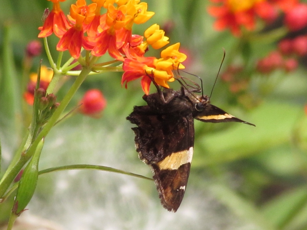 Golden Banded-Skipper in July 2023 by Alejandra Vázquez · iNaturalist