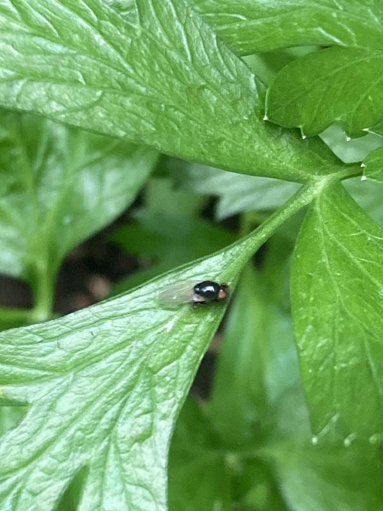 Acalyptrate Flies from Carpenter Ln, Philadelphia, PA, US on August 4 ...
