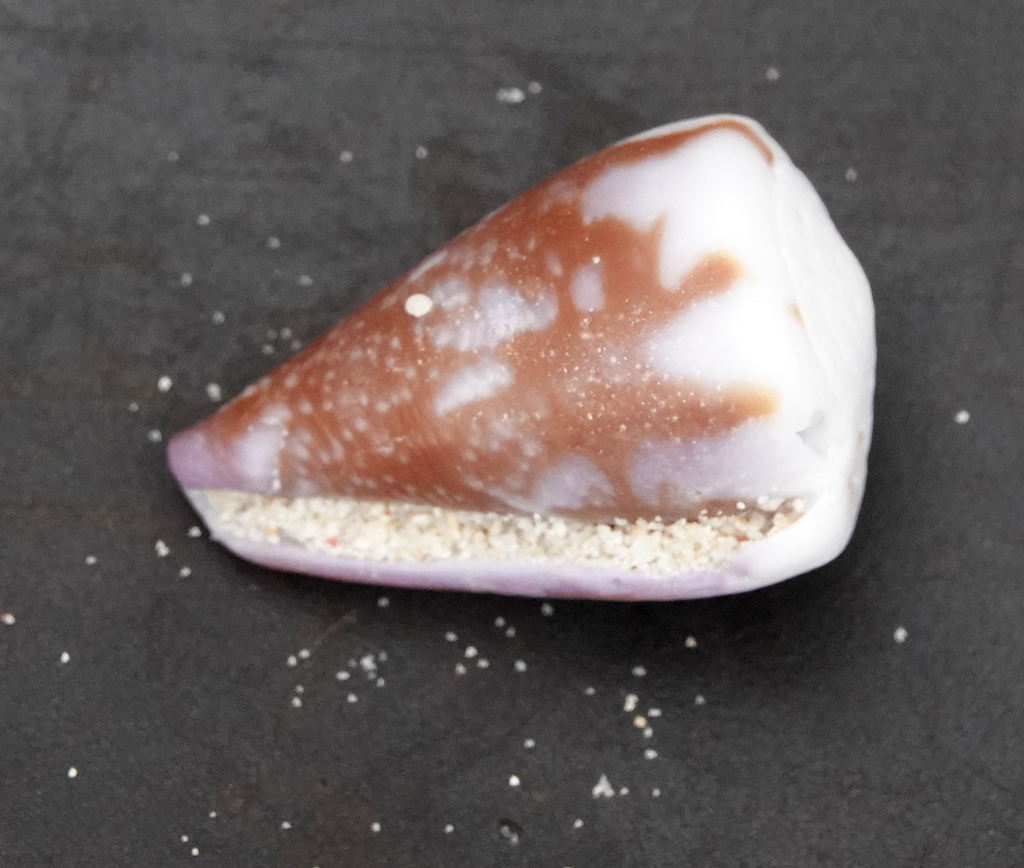 Rat Cone from Siargo, Socorro, Surigao del Norte, Philippines on July 2 ...