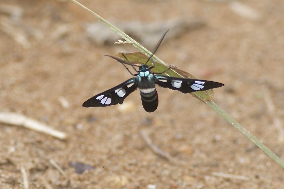 Euchromia from Arfak Mountains Regency, West Papua, Indonesia on July ...