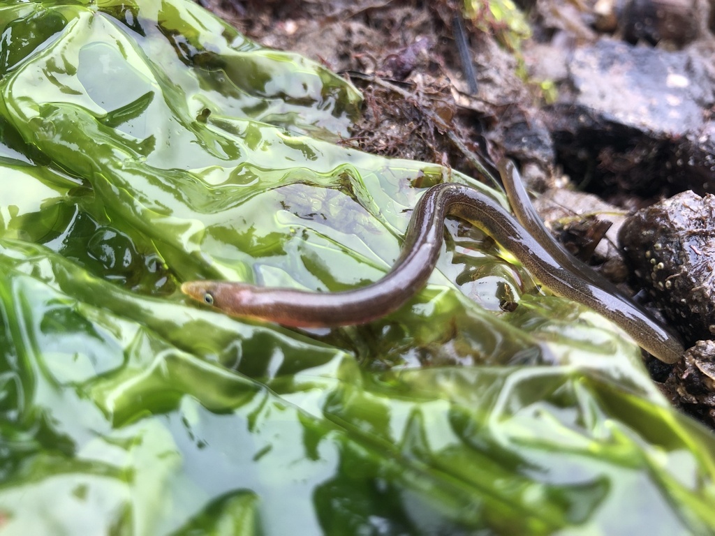 Short-finned Eel from Western Port, San Remo, VIC, AU on August 6, 2023 ...