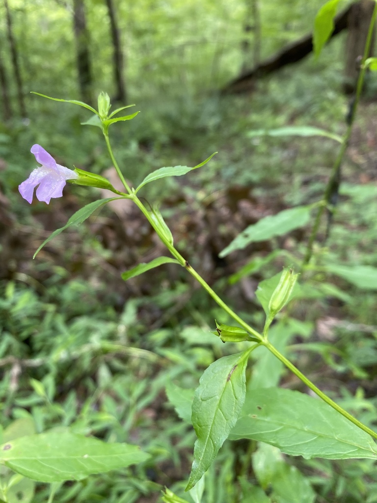 sharpwing monkeyflower in August 2023 by abelkinser · iNaturalist