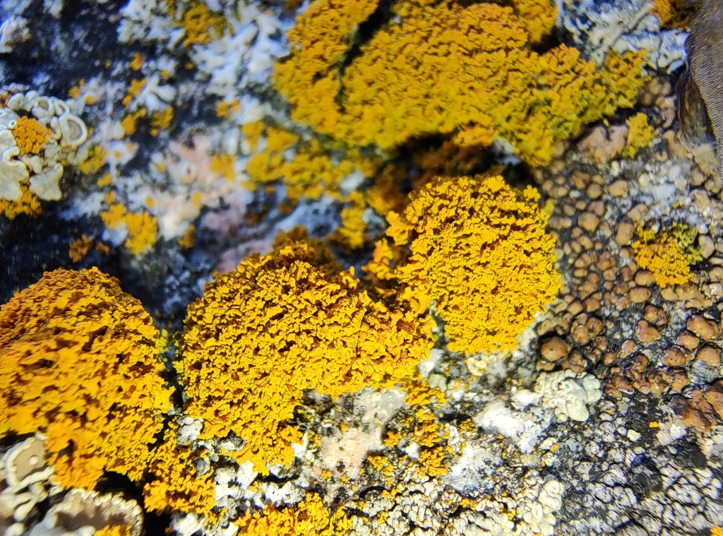 Arctic Sunburst Lichen from Qeqertalik, Greenland on August 5, 2023 at ...