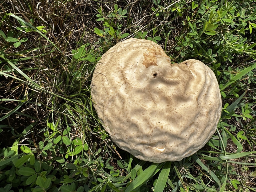 Brain puffball from SSR-Y, Jonesburg, MO, US on August 5, 2023 at 04:23 ...