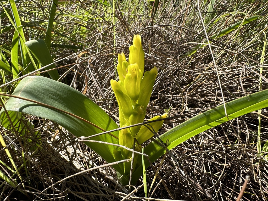 Yellow Soldier Viooltjie from Perth WA, Australia on August 1, 2023 at 01:43 PM by Keith Morris ...