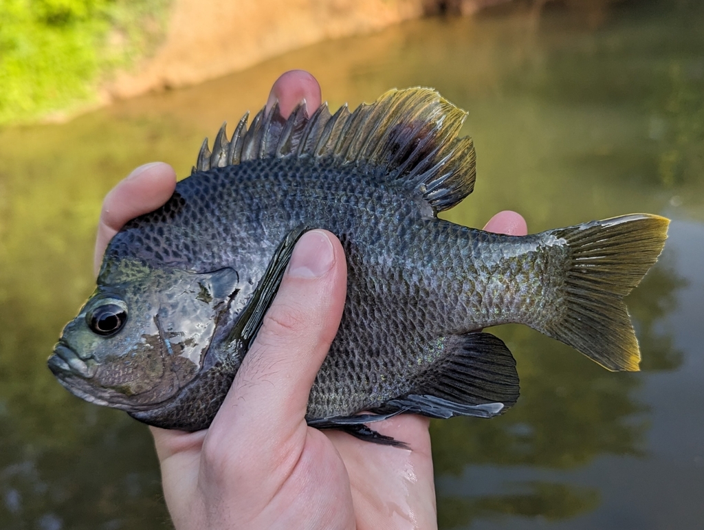 Coppernose Bluegill in August 2023 by Davis. Edges on dorsal and tail ...