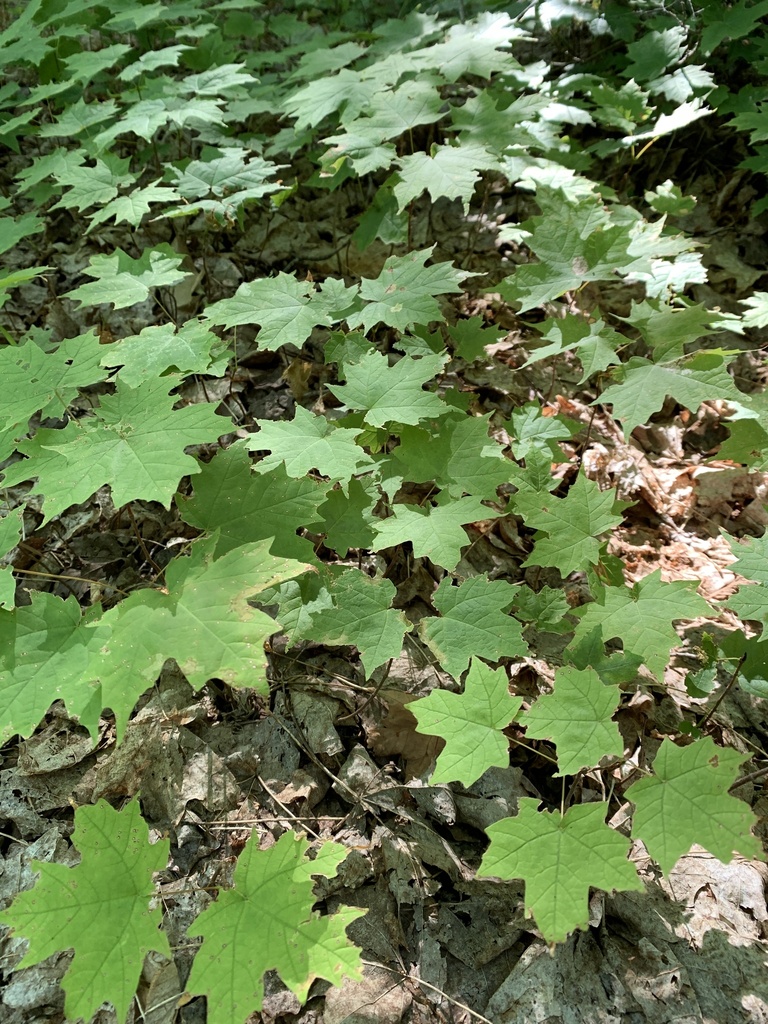sugar maple from Manitoulin, CA-ON, CA on August 5, 2023 at 10:12 AM by ...