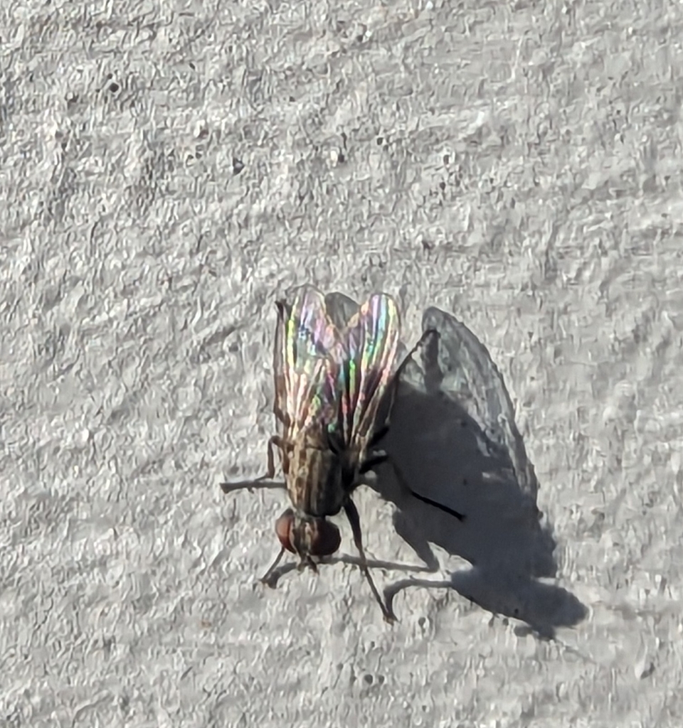 Lesser House Fly from Ocean Beach, San Diego, CA, USA on August 5, 2023 ...