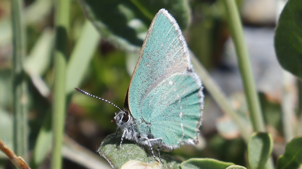 Sheridan's Hairstreak from Mono County, CA, USA on July 31, 2023 at 11: ...
