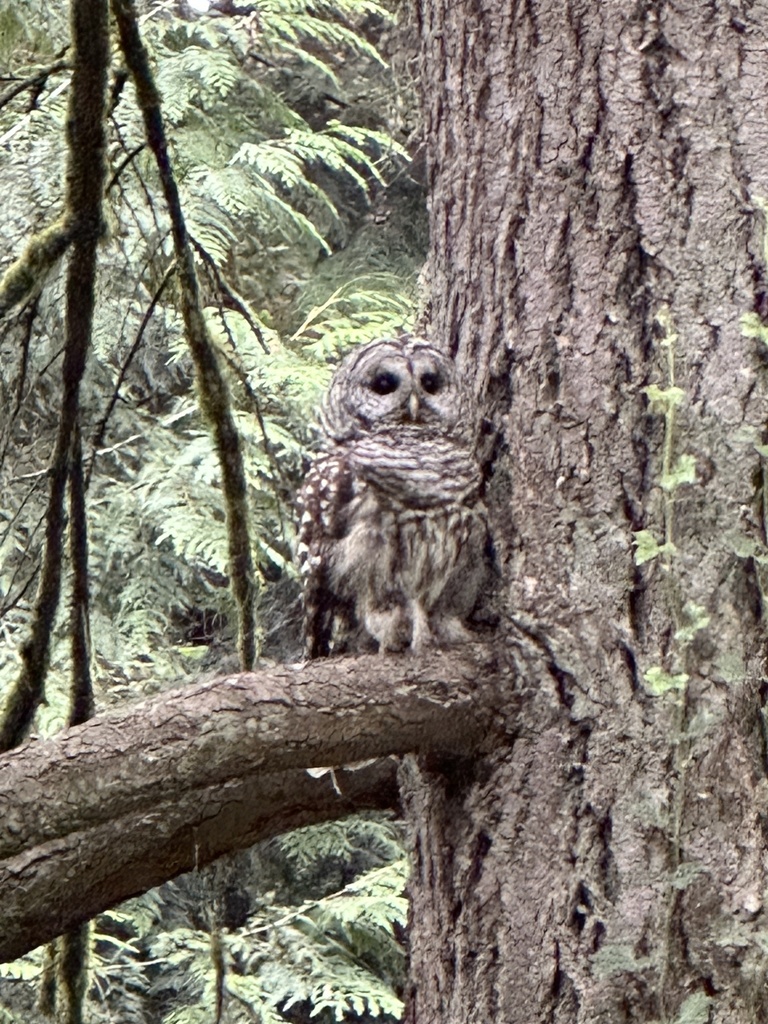 Barred Owl from Ravenna Park, Seattle, WA, US on August 5, 2023 at 03: ...