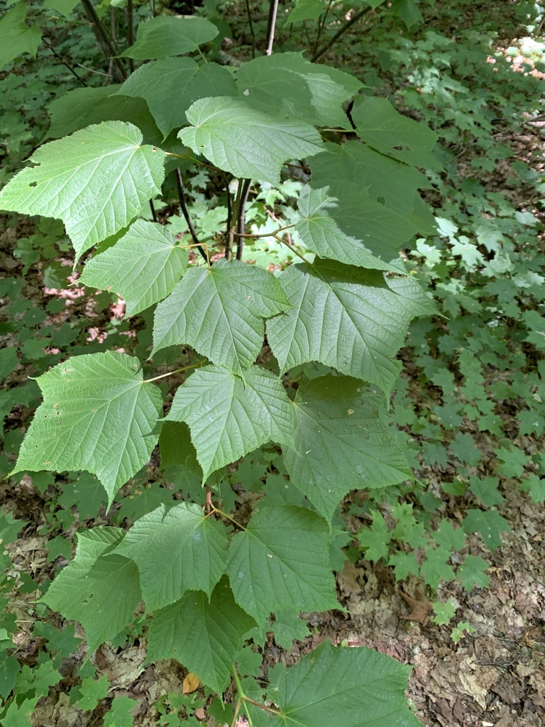 striped maple from Manitoulin, CA-ON, CA on August 5, 2023 at 12:25 PM ...