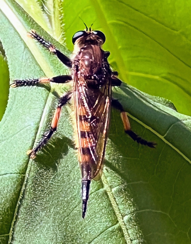 Red-footed Cannibal Fly from Roane County, TN, USA on August 5, 2023 at ...