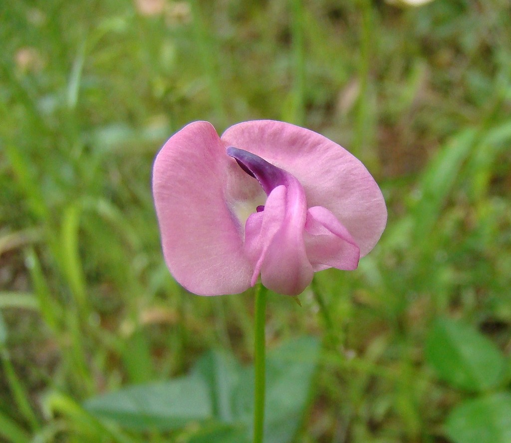 (Phaseoleae) - Botanical Realm