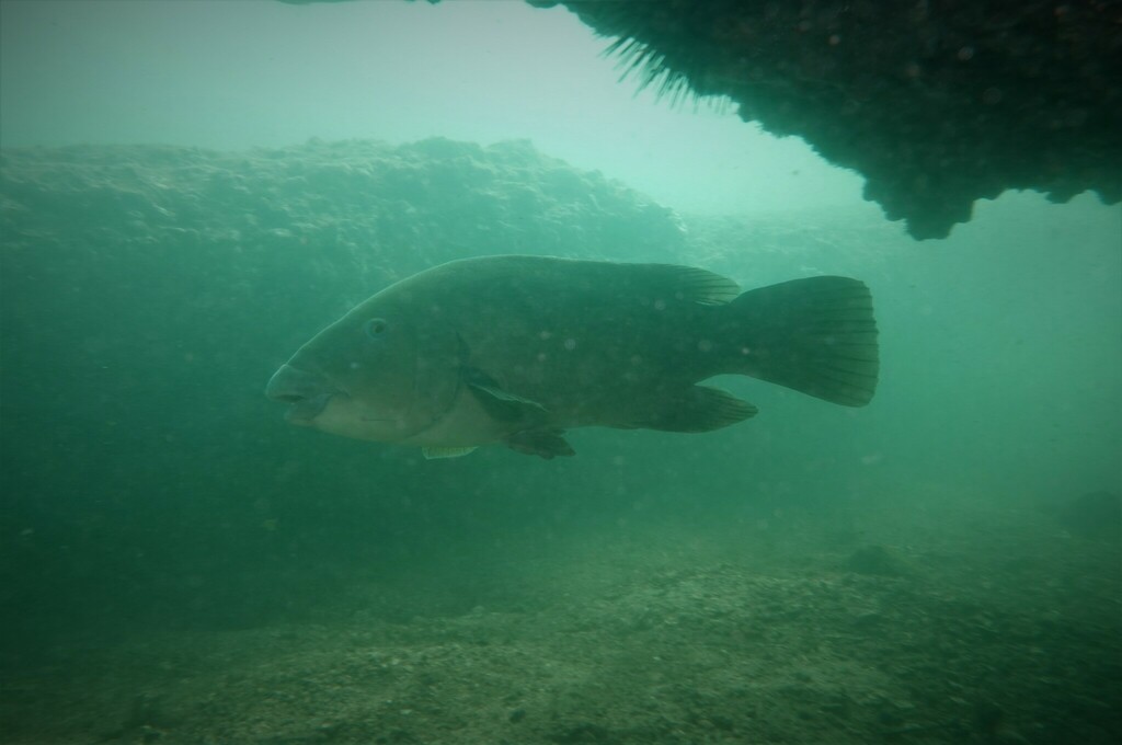Eastern Blue Groper from Camp Cove, Middle Reef Sydney NSW, Australia ...